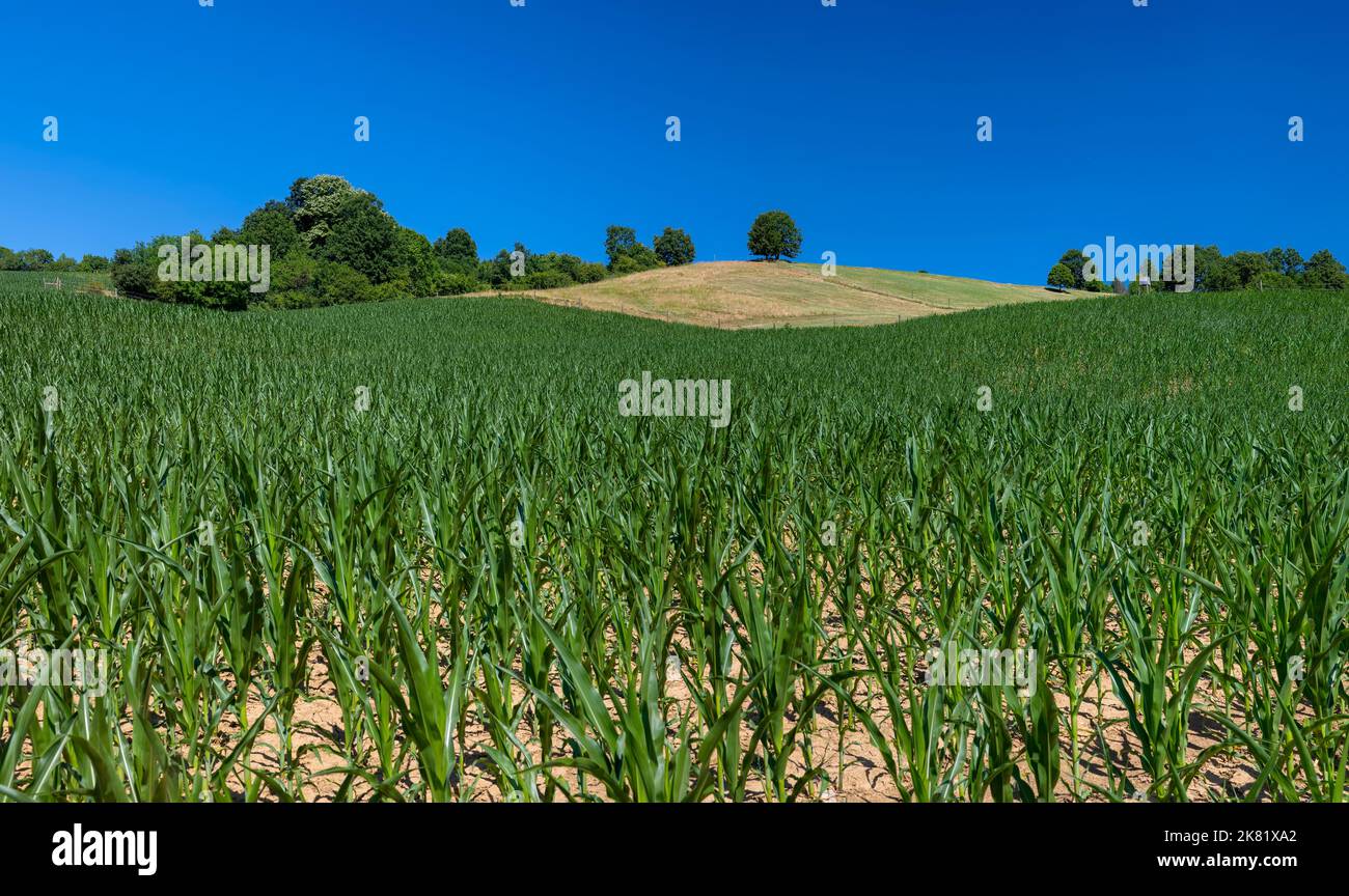 Beautiful corn field agriculture landscape Stock Photo - Alamy