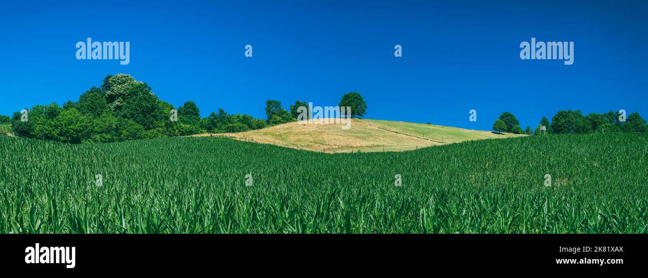 Beautiful corn field agriculture landscape Stock Photo - Alamy