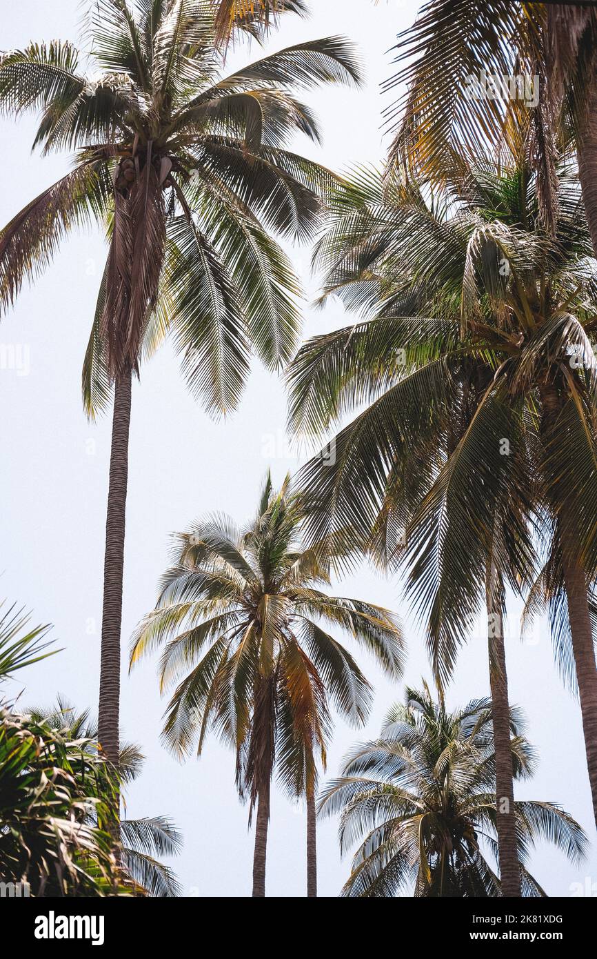 Layered Palm Trees Stock Photo - Alamy