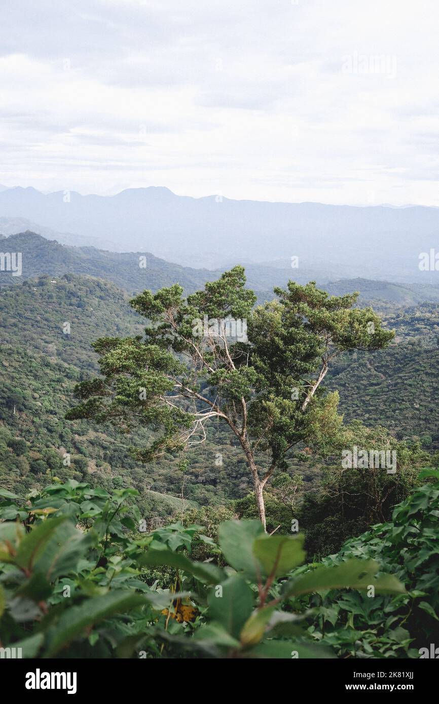 Vast forest hi-res stock photography and images - Alamy