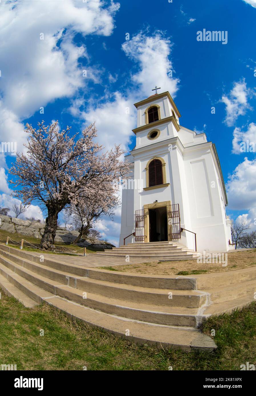White christian chapel in Pecs with blooming almond tree in spring ...
