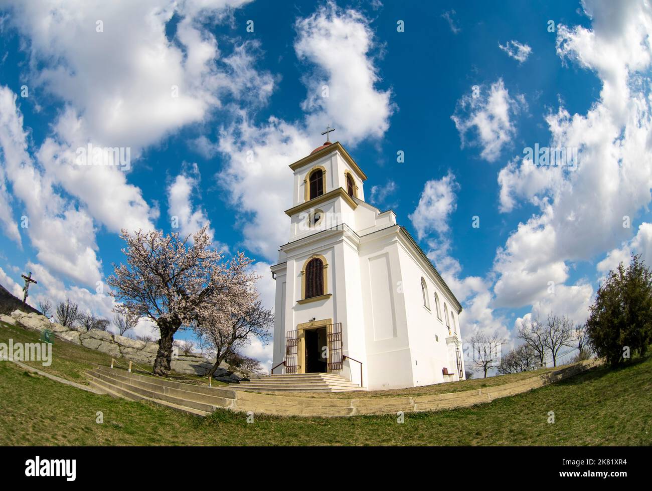 White christian chapel in Pecs with blooming almond tree in spring ...