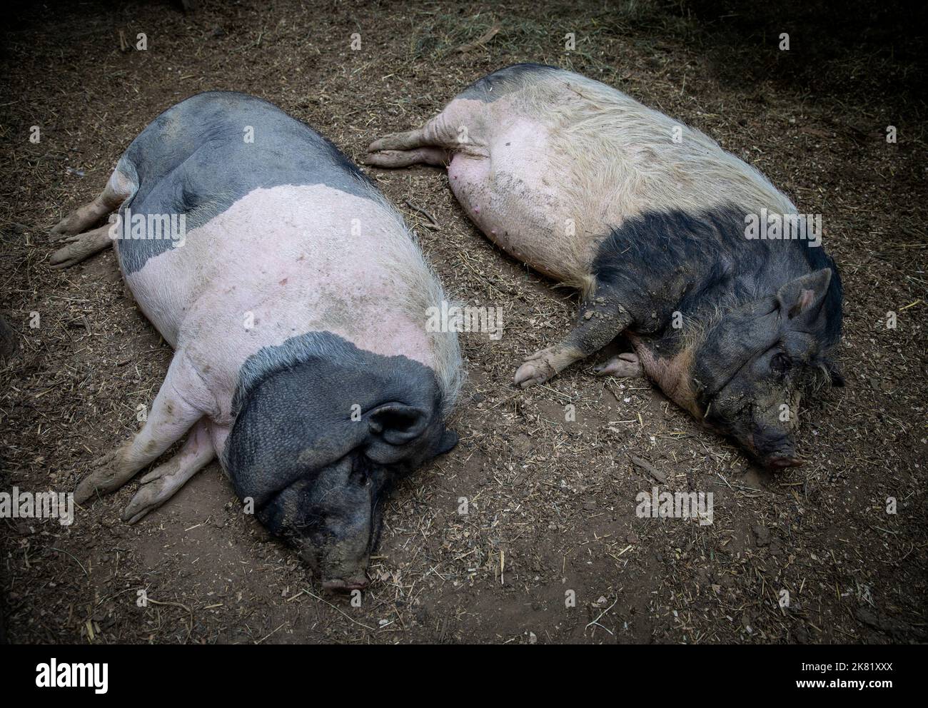 Sleeping lazy pigs in farm Stock Photo - Alamy