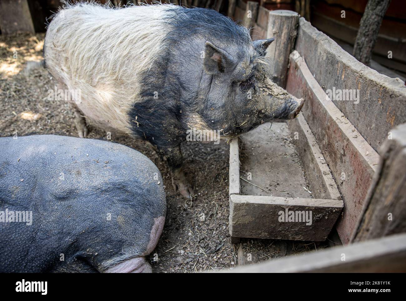 Sleeping lazy pigs in farm Stock Photo - Alamy