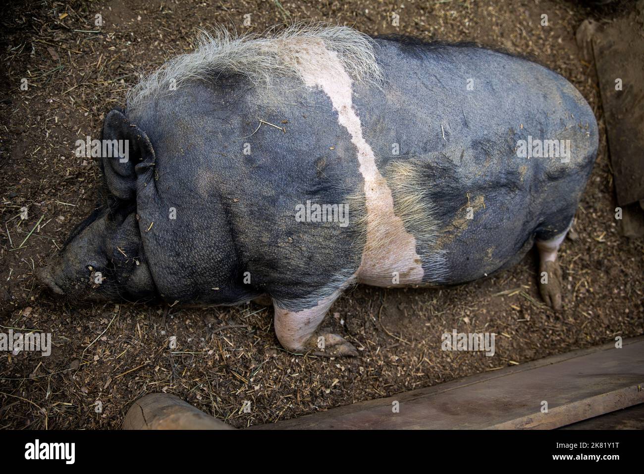 Sleeping lazy pigs in farm Stock Photo - Alamy
