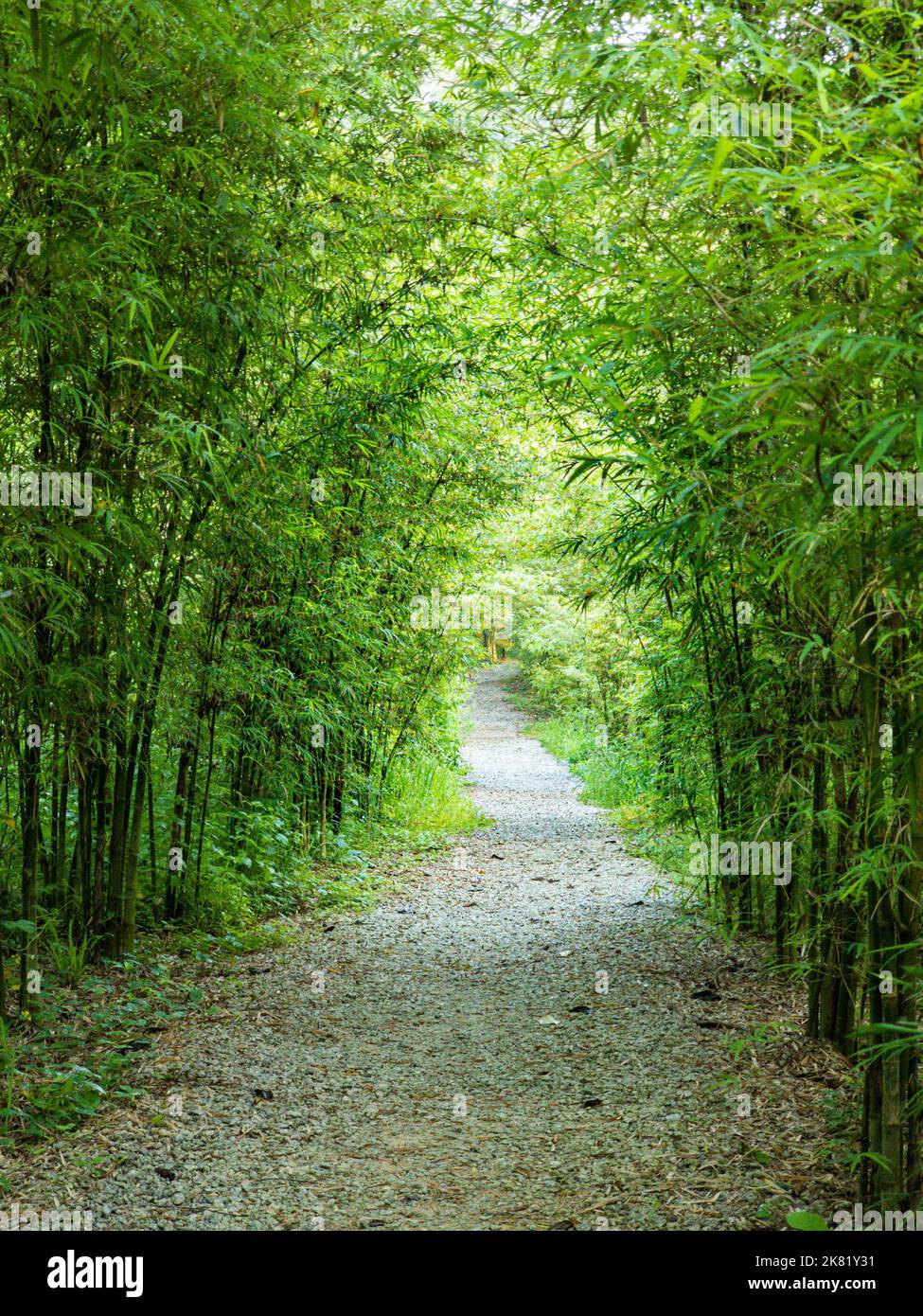 Scenic peaceful walk path with bamboo trees jungle on both sides Stock ...