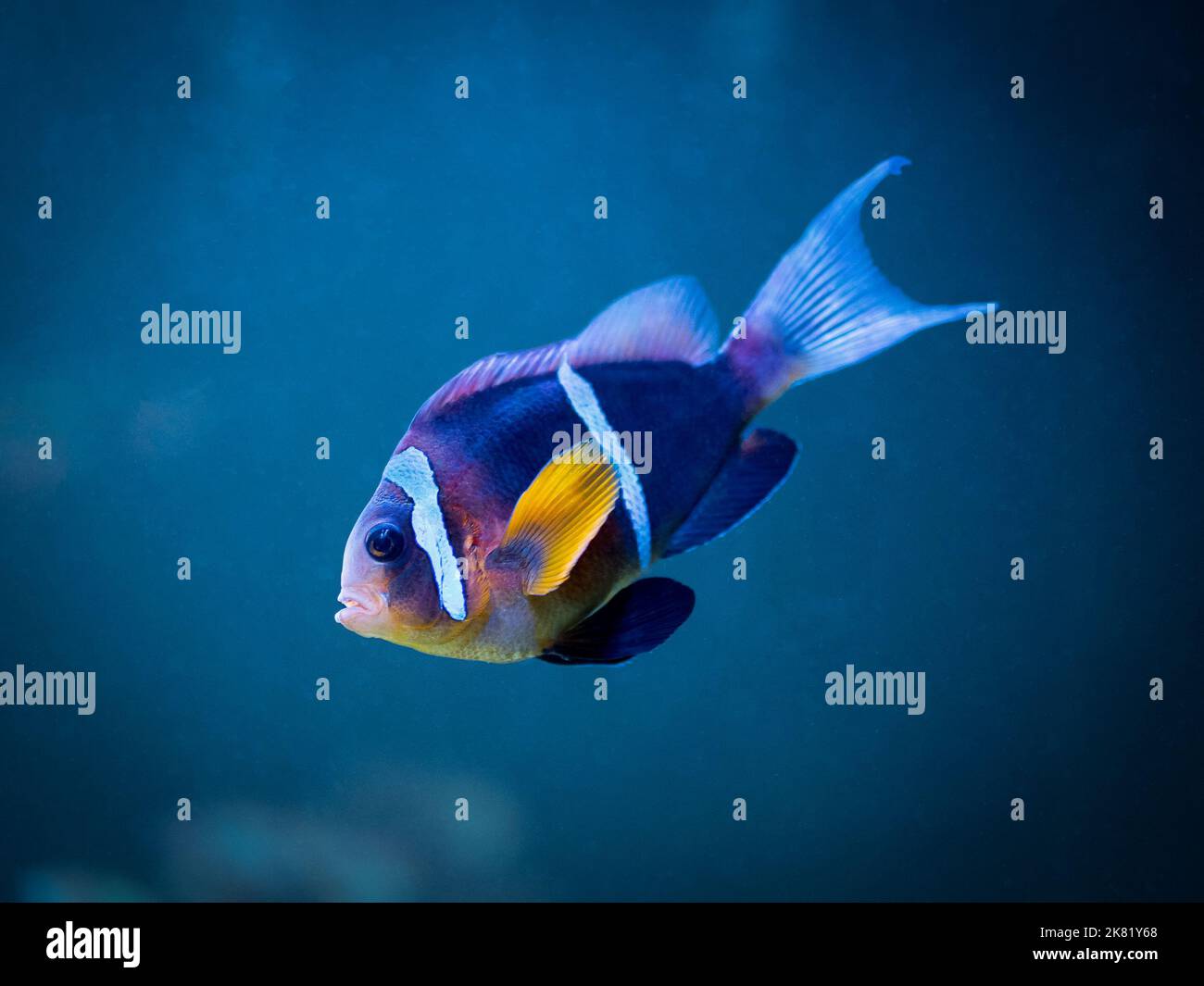 Clark's anemonefish or yellowtail clownfish (amphiprion clarkii ...