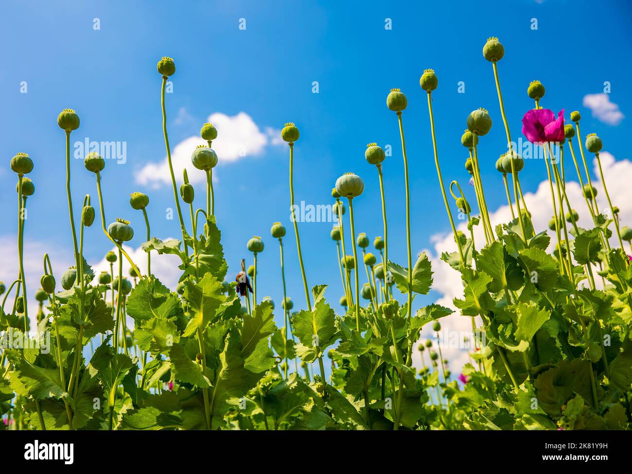 Blossom of purple poppy field against blue cloudy sky. Flowering ...