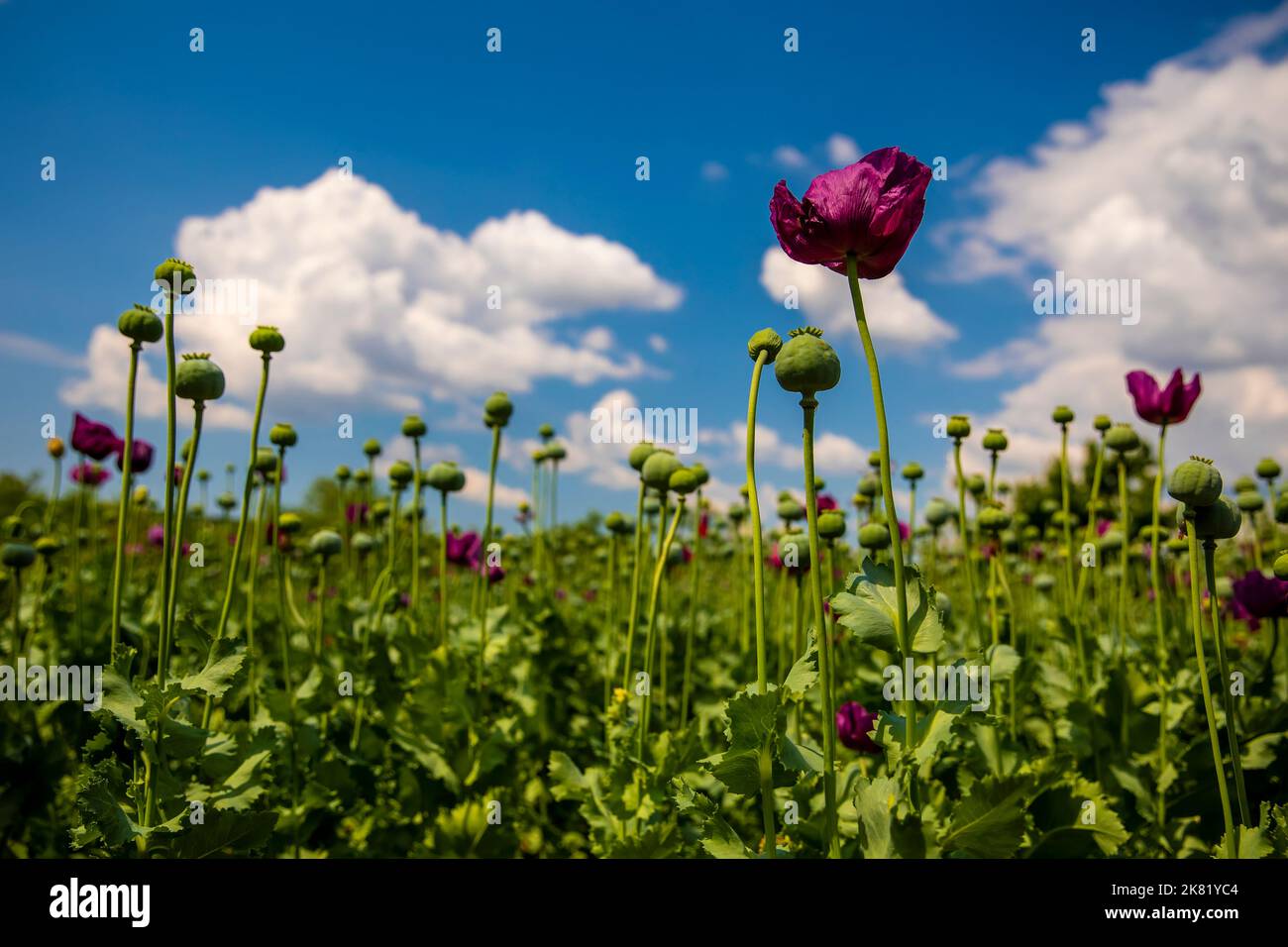 Blossom of purple poppy field against blue cloudy sky. Flowering ...