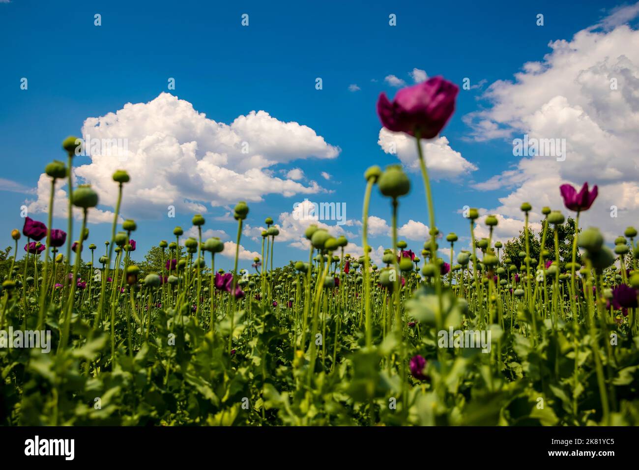 Blossom of purple poppy field against blue cloudy sky. Flowering ...