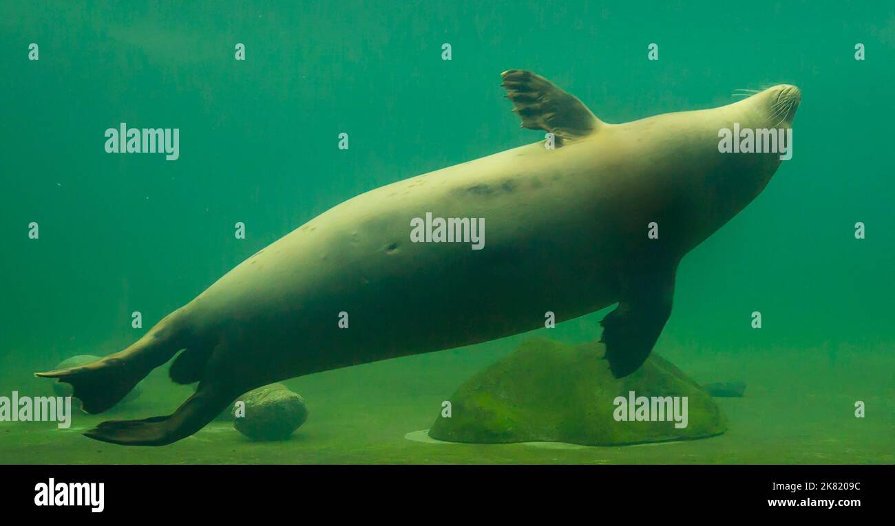 Cute seal swim in zoo aquarium Stock Photo - Alamy
