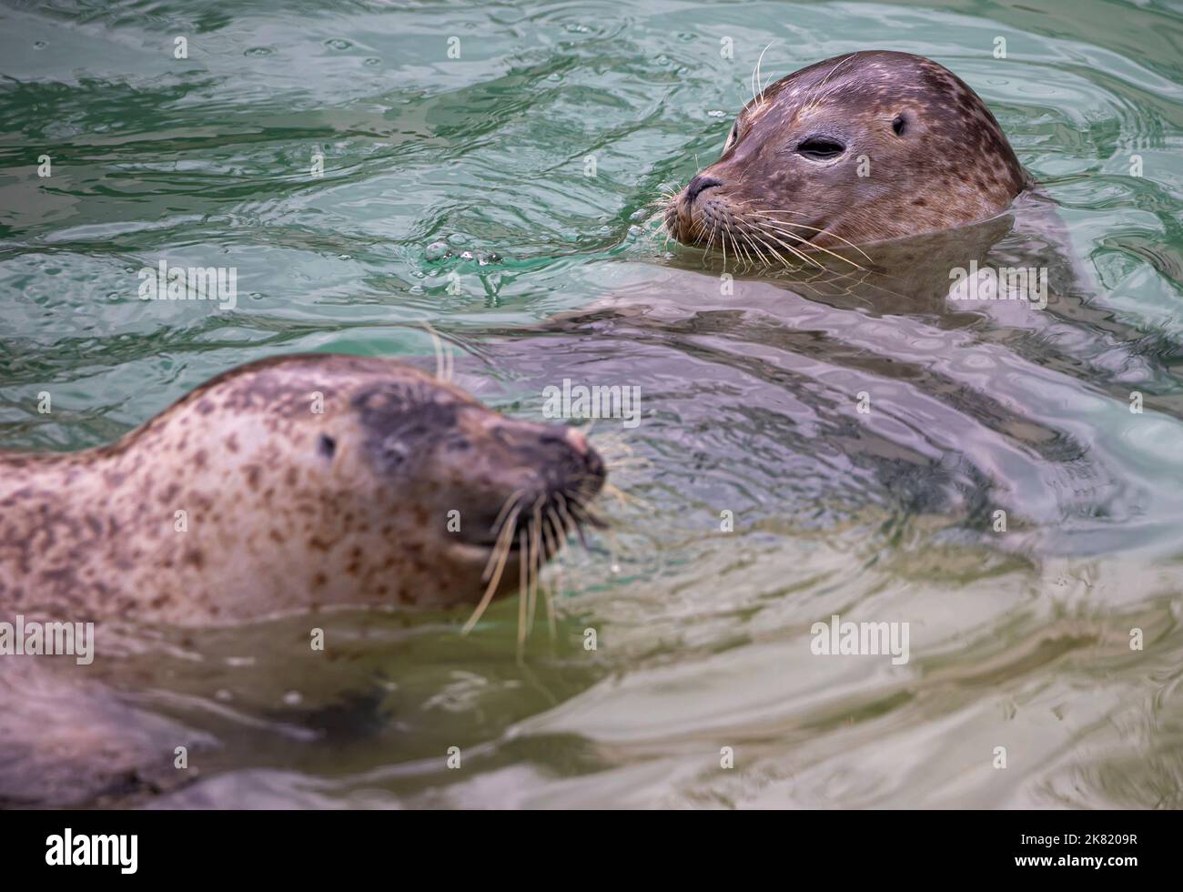 Two seal swim in water Stock Photo - Alamy
