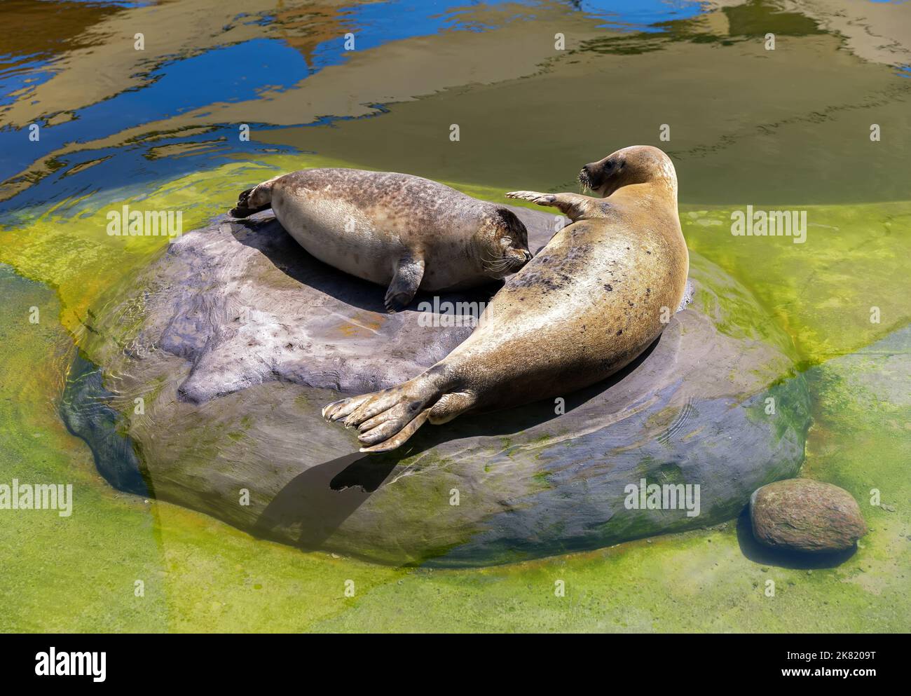 Two seals on rock hi-res stock photography and images - Alamy