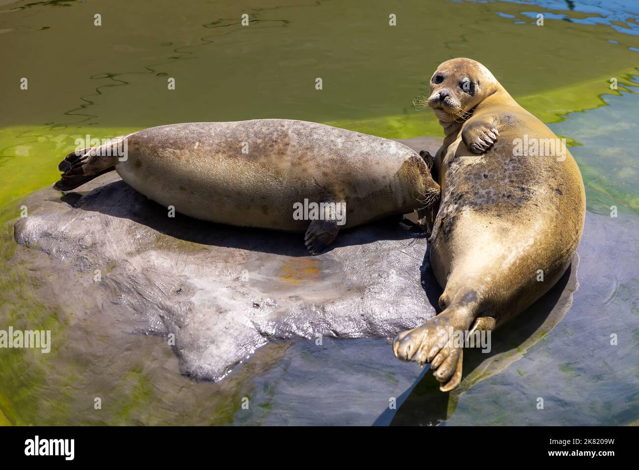Two seals lying hi-res stock photography and images - Alamy