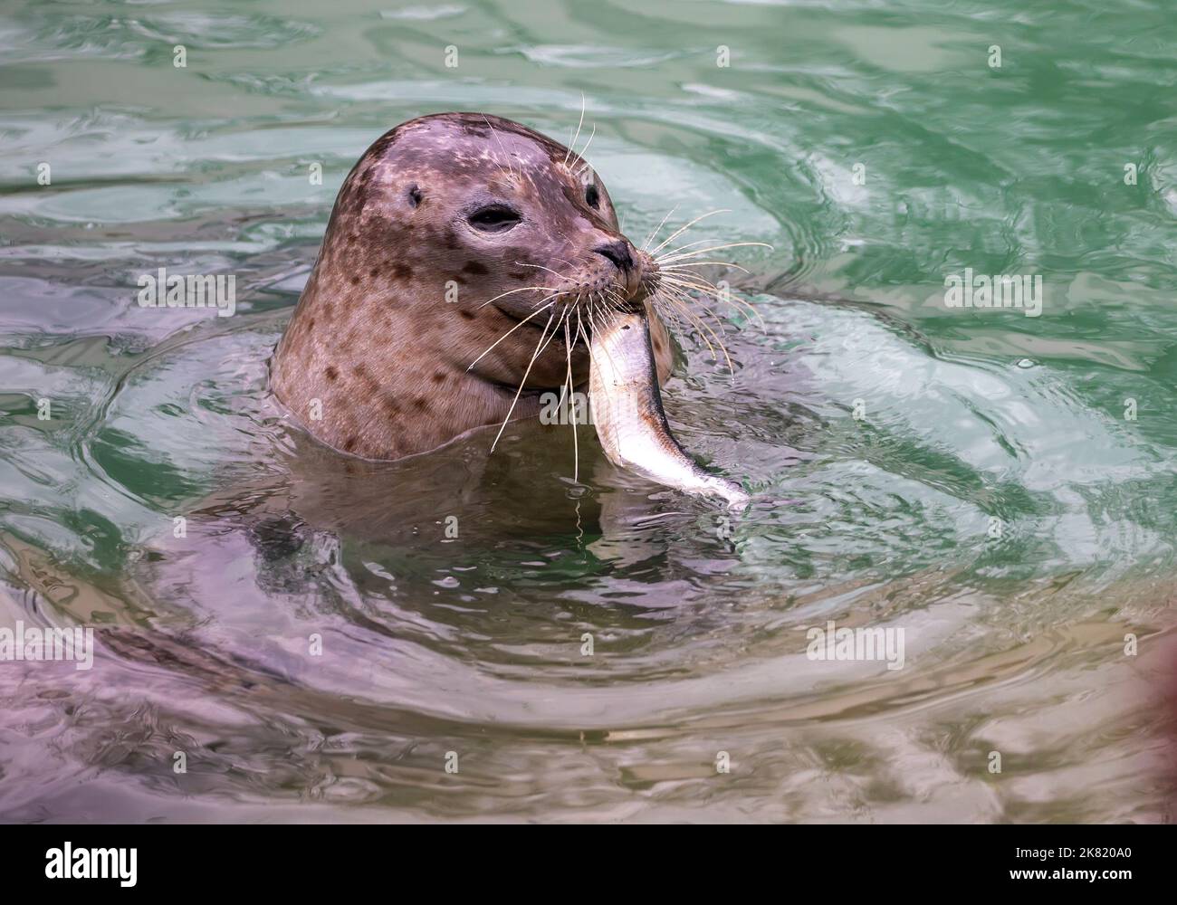 Feeding seal with fish in zoo Stock Photo - Alamy