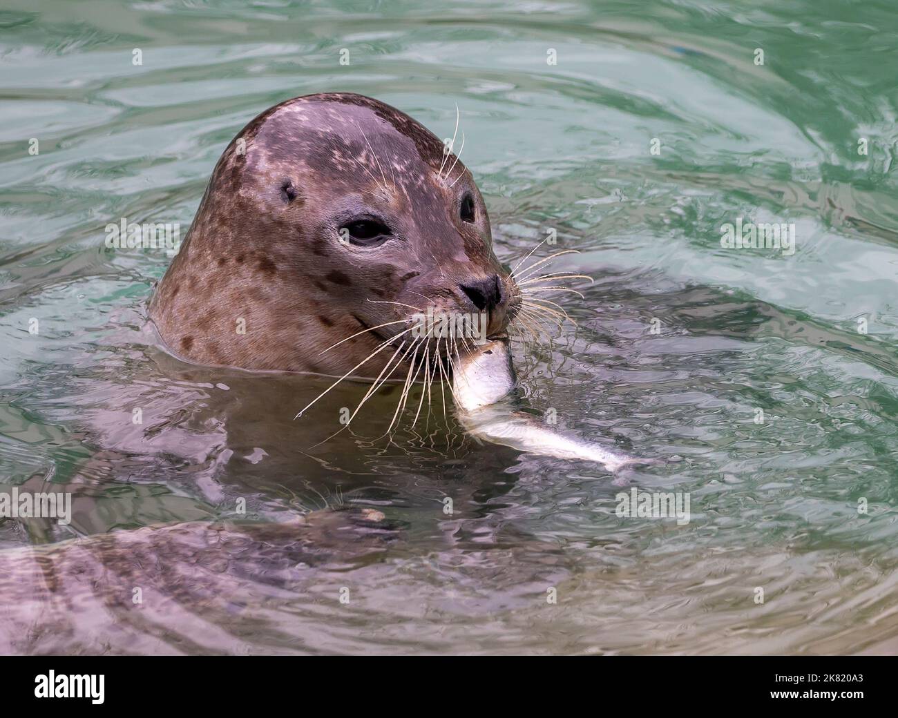 Feeding seal with fish in zoo Stock Photo - Alamy