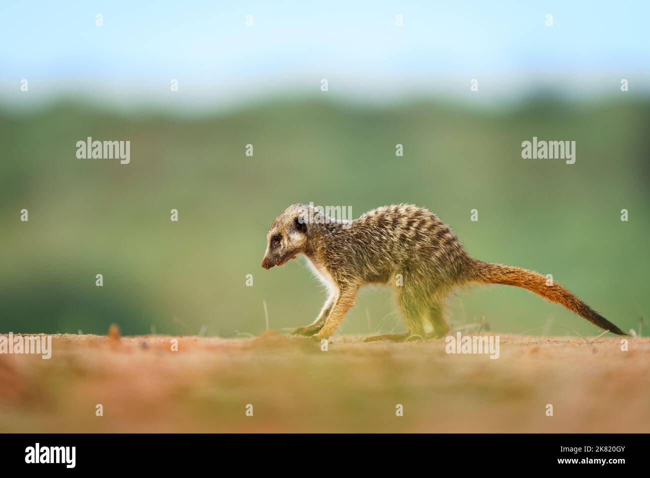 Meerkat Baby (Suricata suricatta) searches for food. Kgalagadi ...