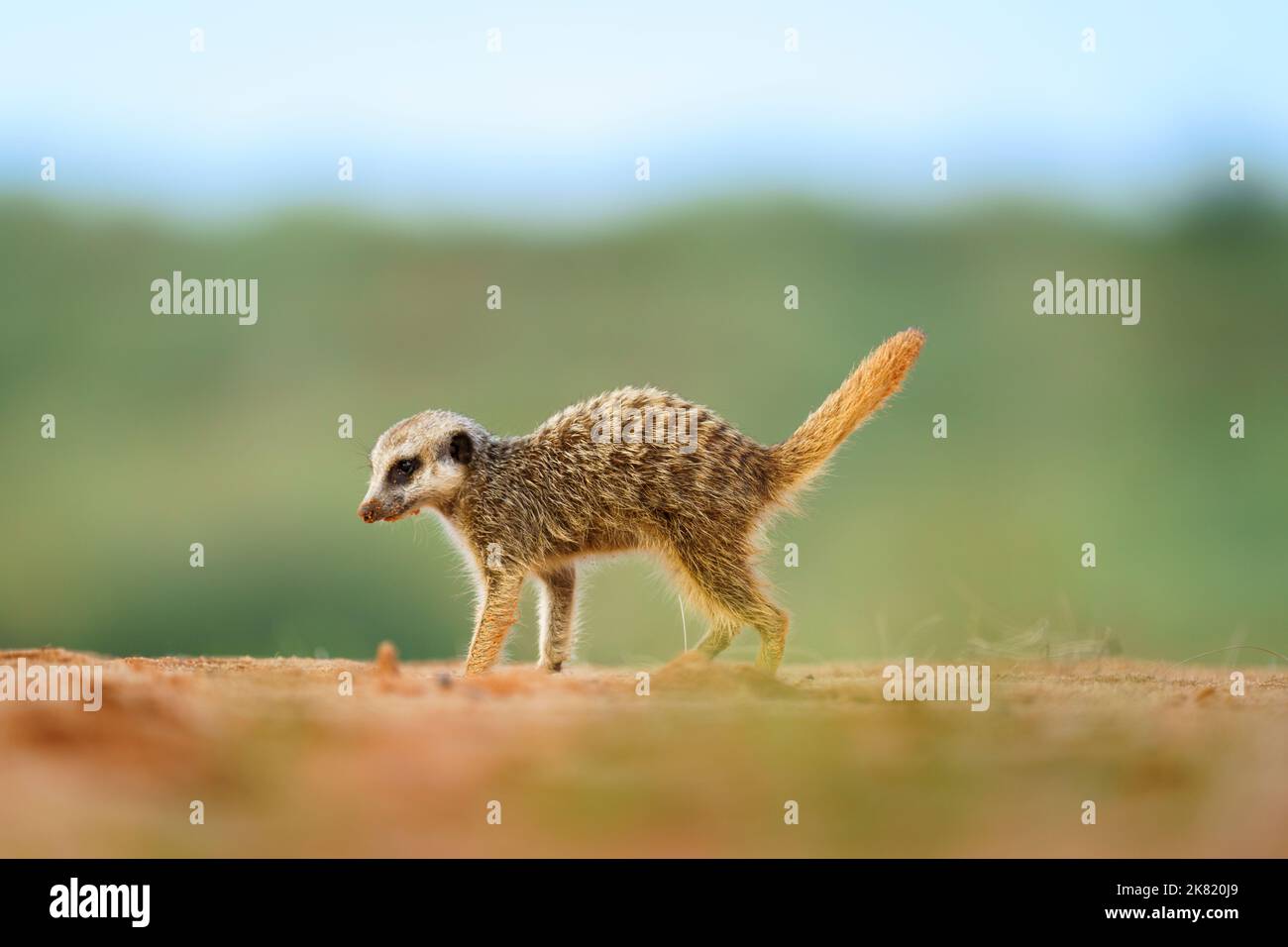 Meerkat Baby (Suricata suricatta) searches for food. Kgalagadi ...