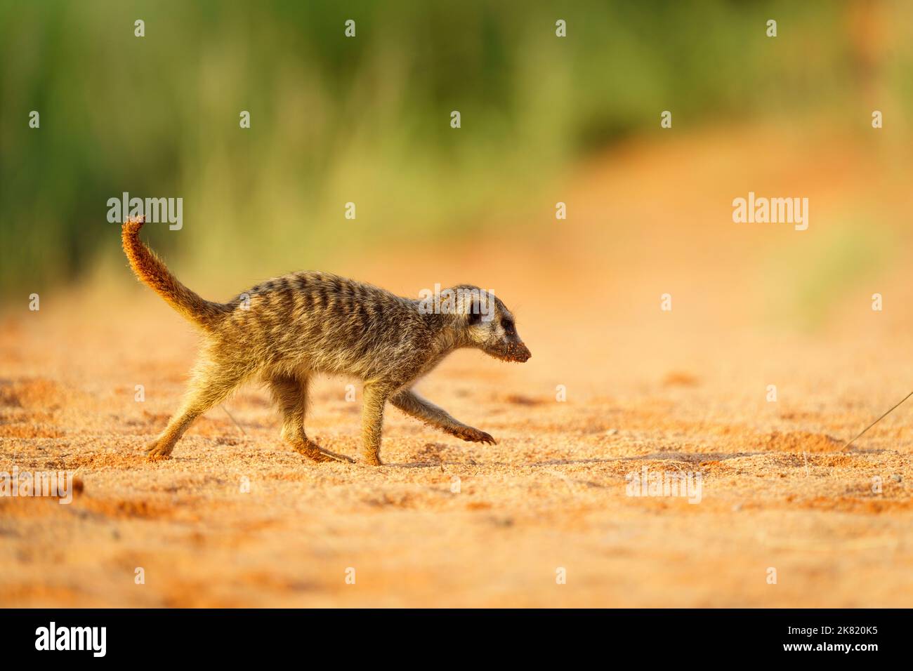 Meerkat Babies (Suricata suricatta) Kgalagadi Transfrontier Park ...
