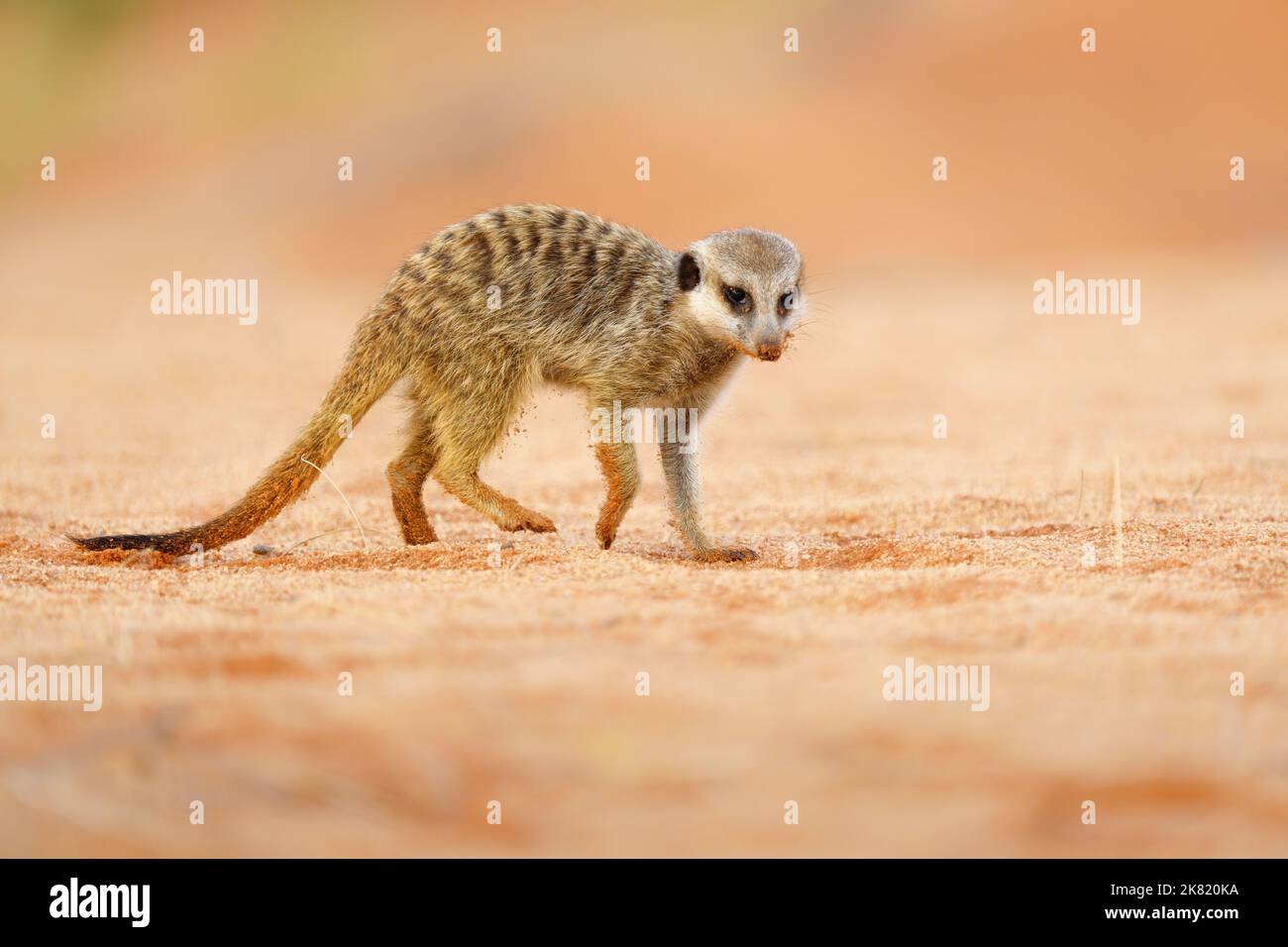 Baby meerkat (Suricata suricatta) searching for food. Kgalagadi ...
