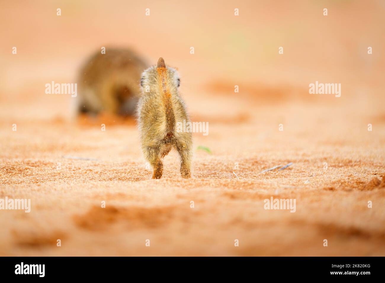 Meerkat Babiy (Suricata suricatta) runs away, back view of legs ...