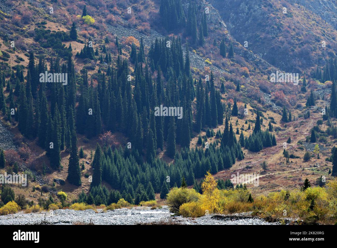 Ak Sai valley autumn landscape. Stone run, Tian Shan fir trees and view ...