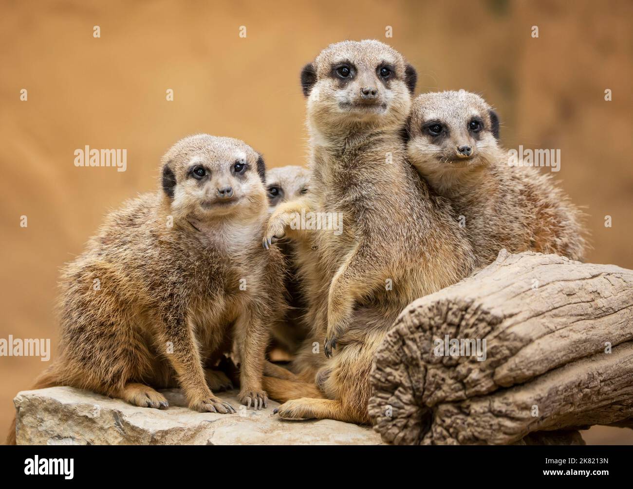 Surricata surricatta hi-res stock photography and images - Alamy