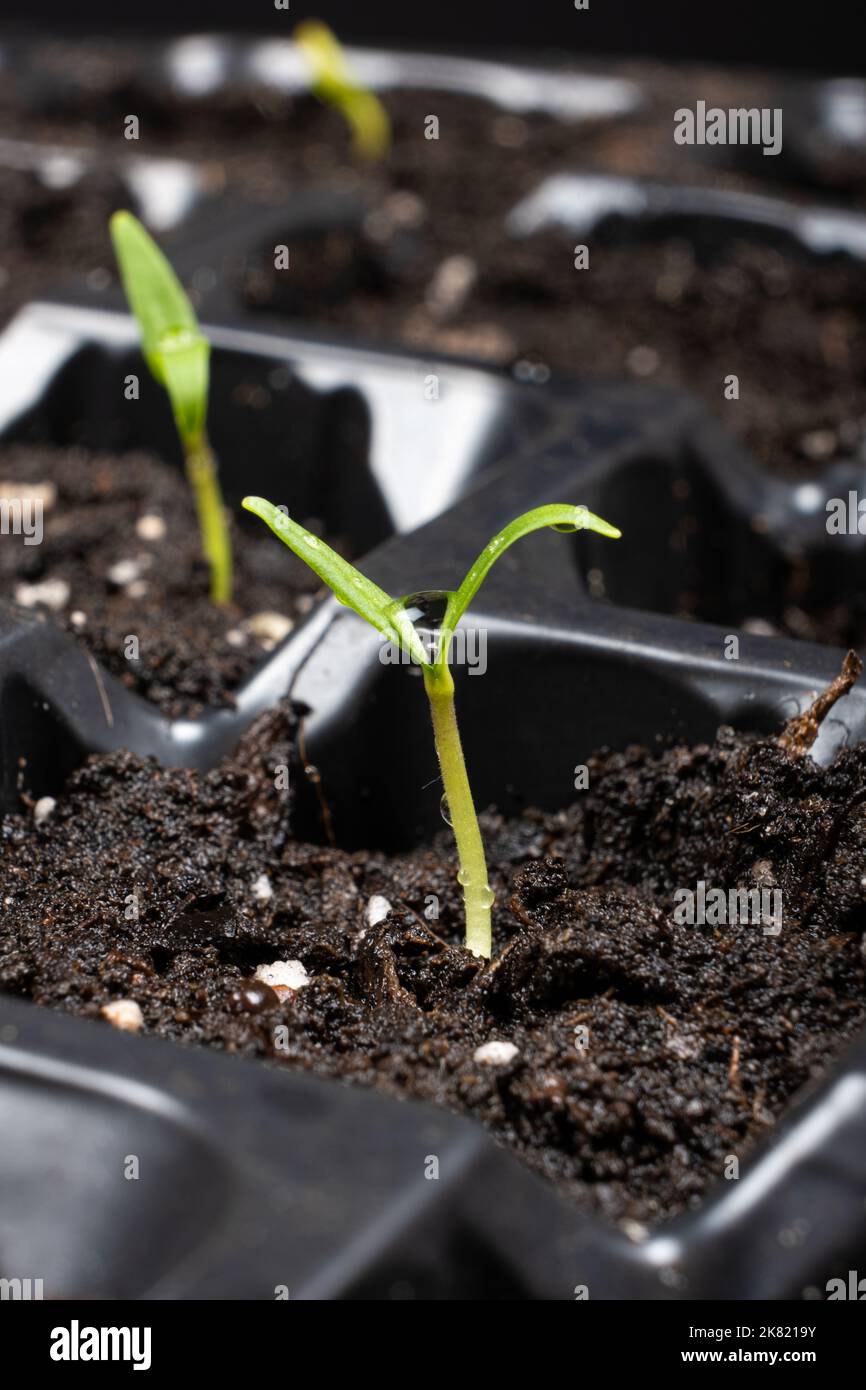 Growing peppers from seeds. Step 4 - First Sprouts Stock Photo - Alamy