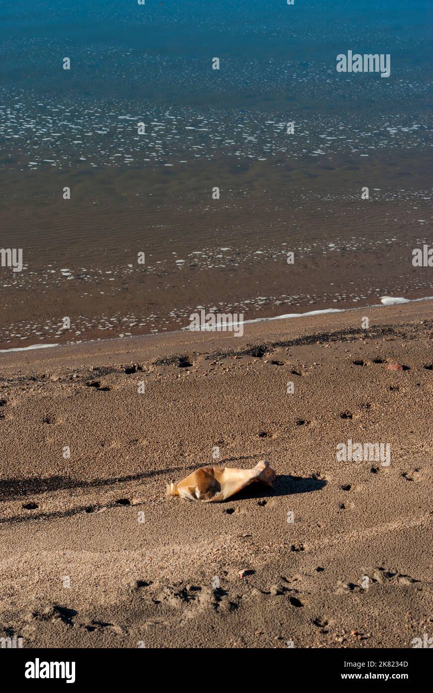 plastic bottle environmental pollution on the shore of the sea swamp ...