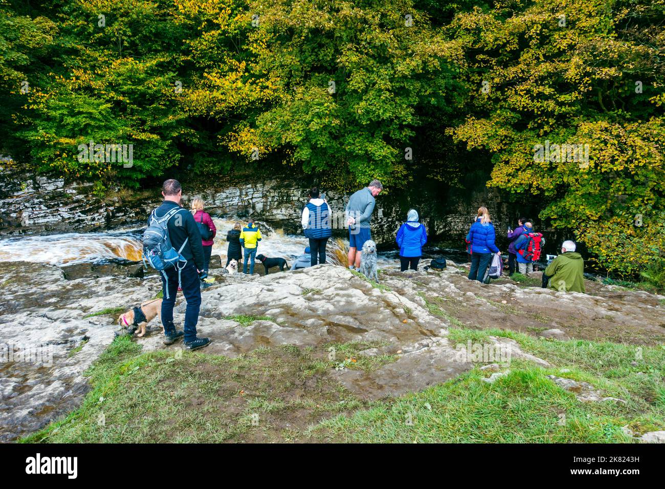 Group of people watching and photographing wild Atlantic Salmon (Salmo ...