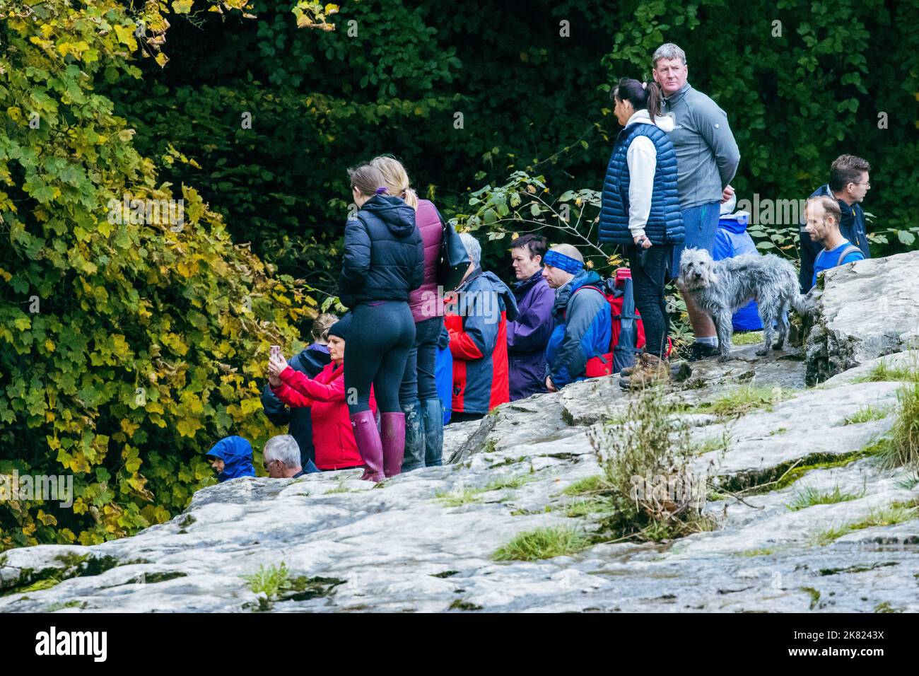 Group of people watching and photographing wild Atlantic Salmon (Salmo ...