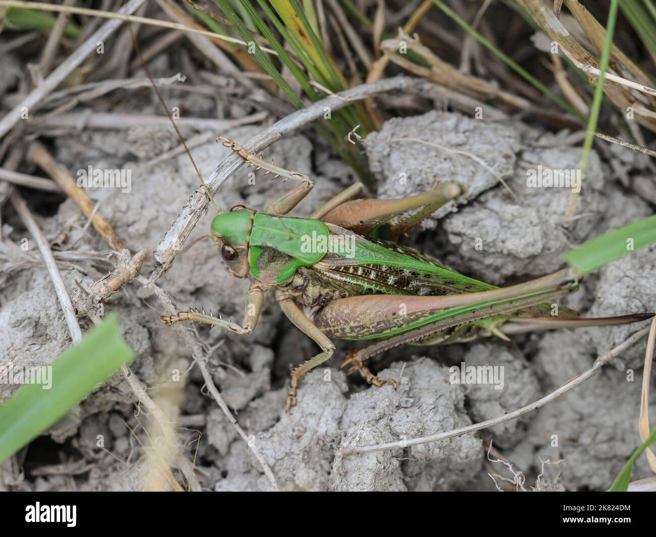 Single female of the wart-biter (Decticus verrucivorus) in Special ...