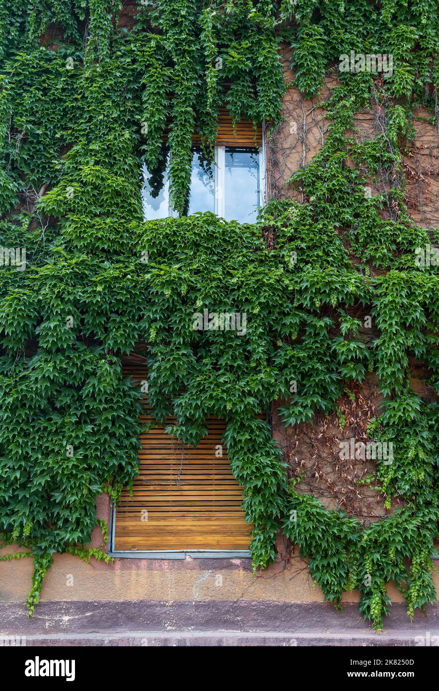 Facade of ivy covered house Stock Photo - Alamy