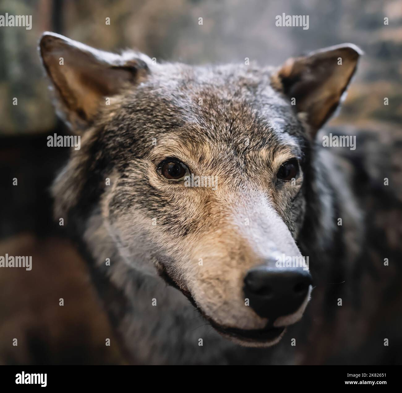 Exhibited stuffed grey wolf in museum Stock Photo - Alamy