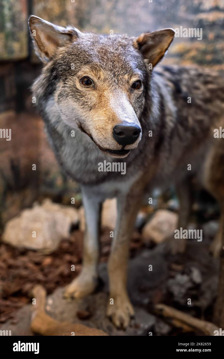 Exhibited stuffed grey wolf in museum Stock Photo - Alamy