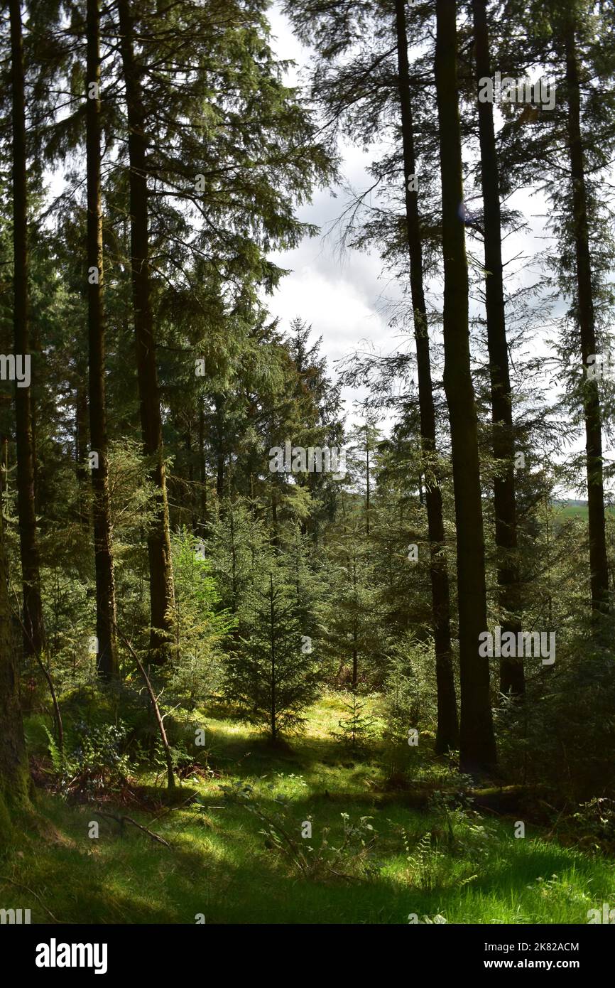 Sunshine filtering through the tree canopy of Dent forest Stock Photo ...