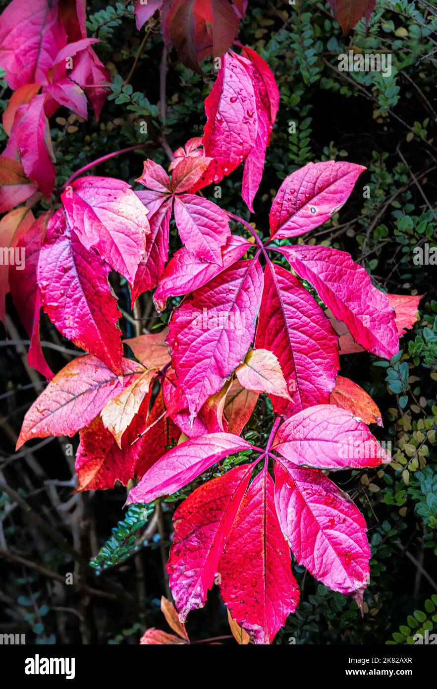Fall of leaves hi-res stock photography and images - Alamy