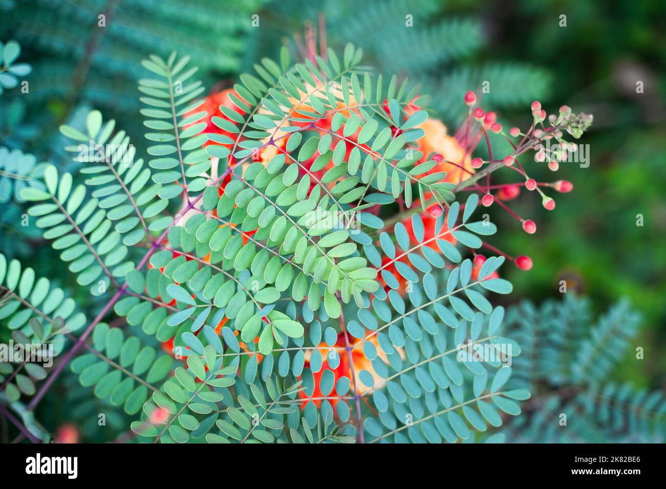 pride of barbados Plant Caesalpinia Pulcherima green leaves and orange ...
