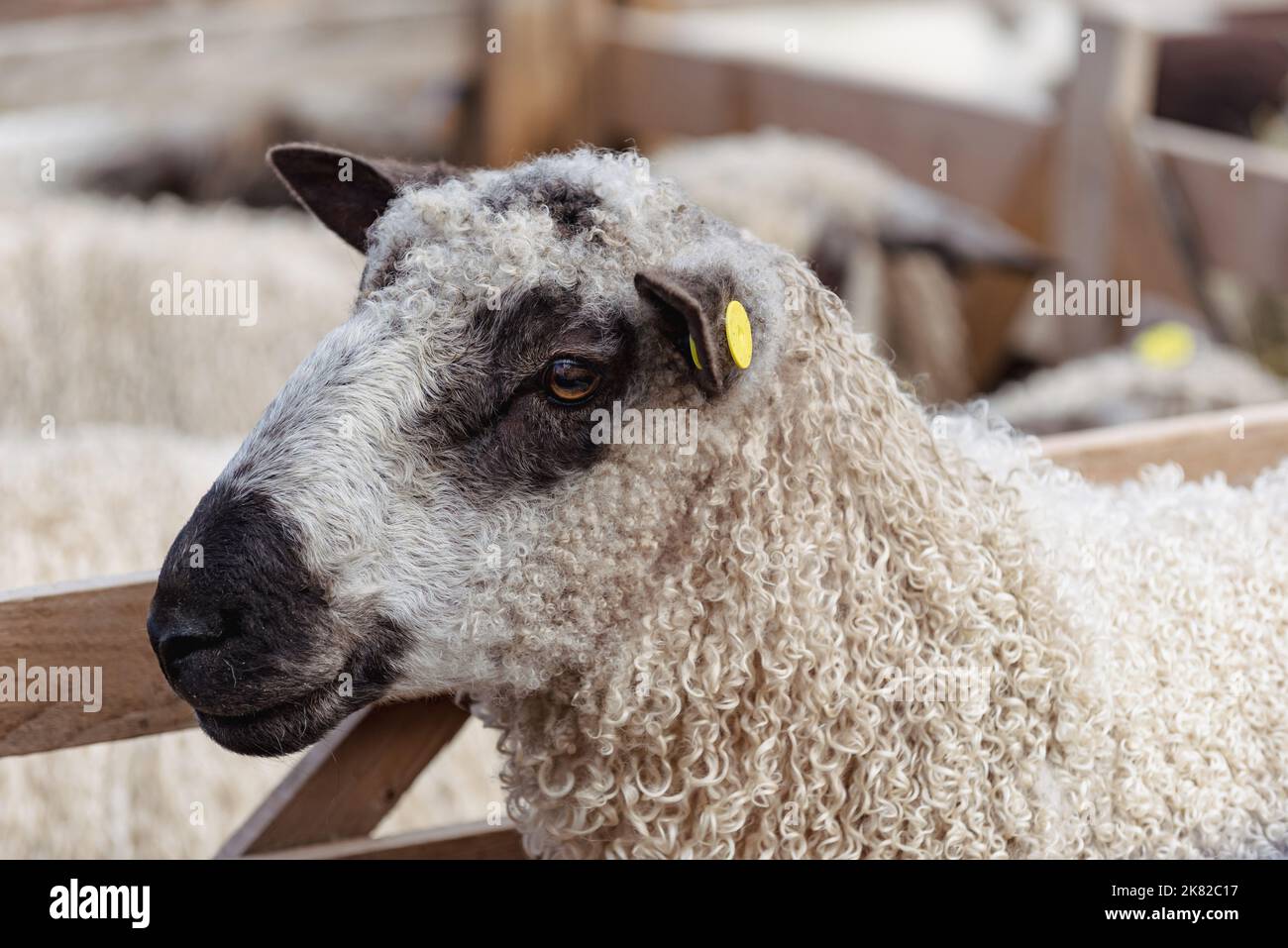 Show ready Wensleydale sheep Stock Photo - Alamy