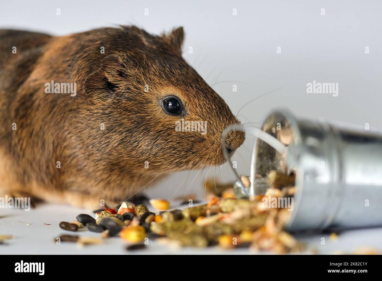 Cute little brown guinea pig nibbles pet food on white background ...