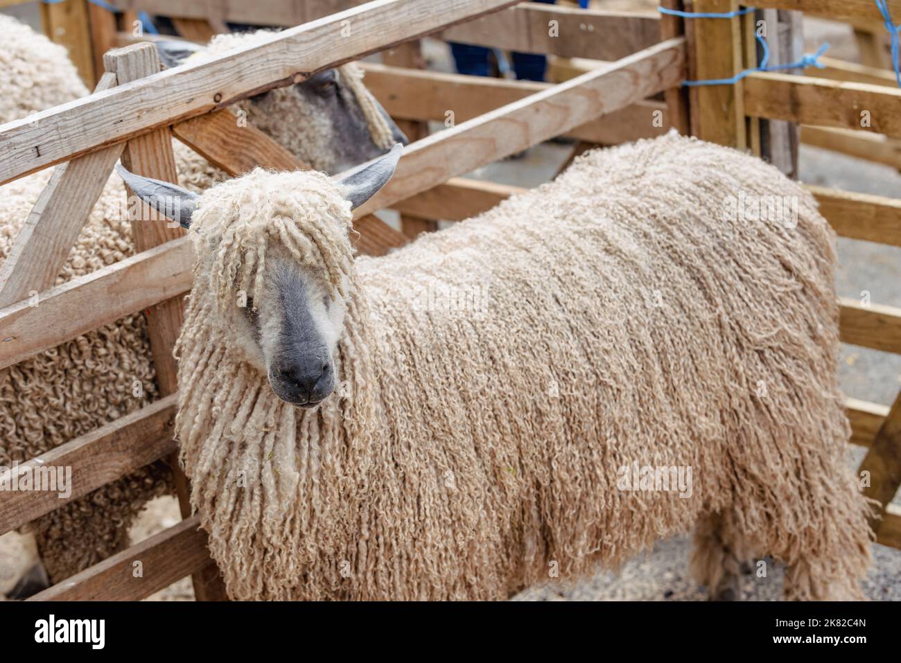 Show ready Wensleydale sheep Stock Photo - Alamy