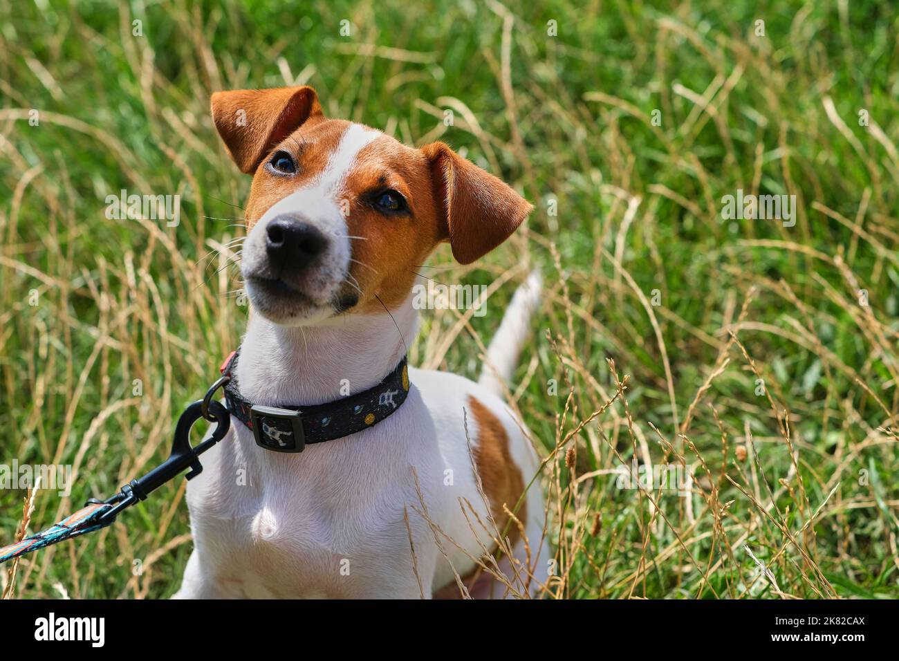 Jack russel terrier spring hi-res stock photography and images - Alamy