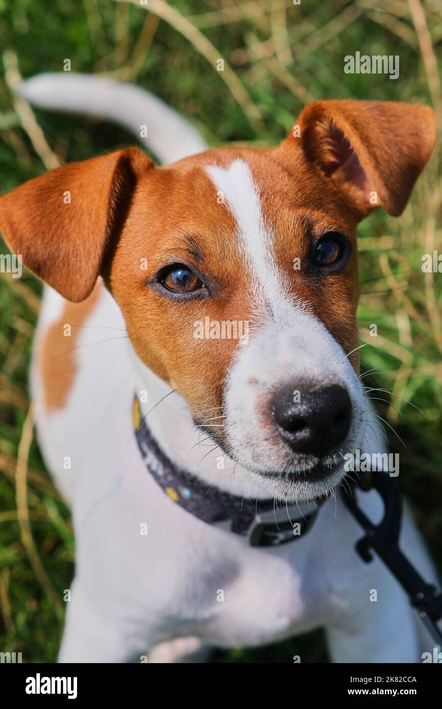 Crazy smiling dog jack russel terrier on green grass Stock Photo - Alamy