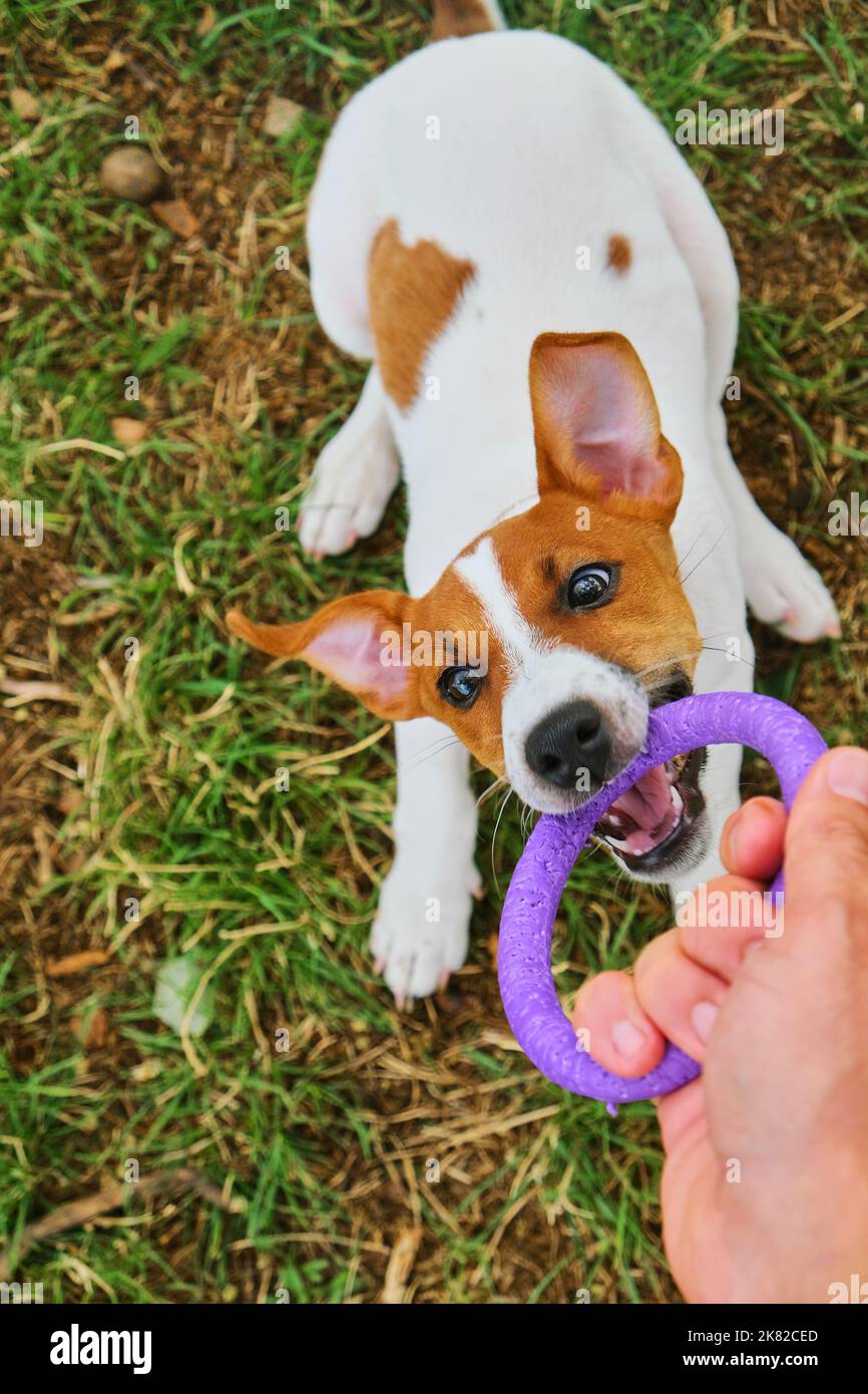 Funny puppy dog jack russell terrier holding purple puller ring toy ...