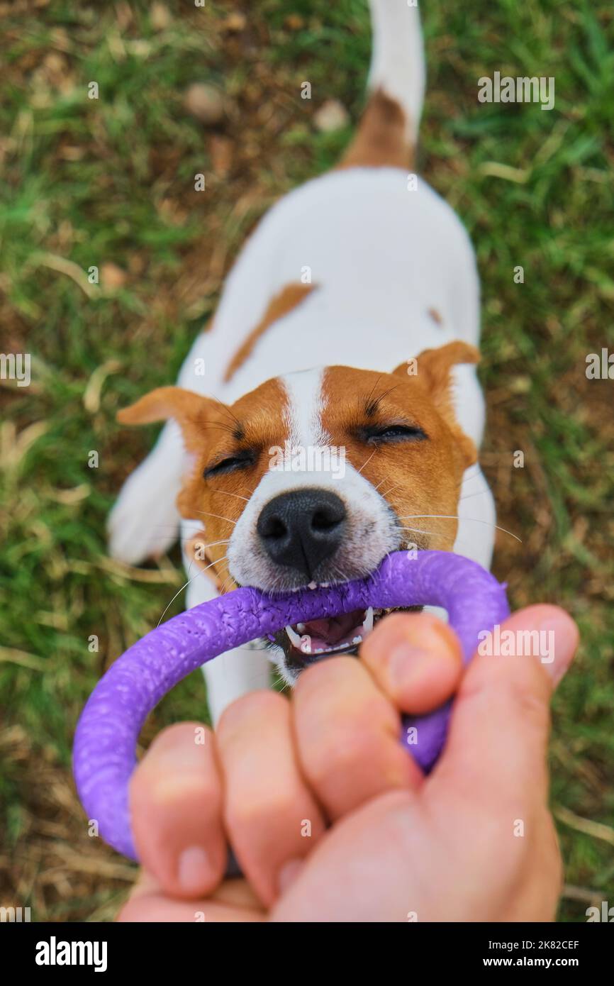Funny puppy dog jack russell terrier holding purple puller ring toy ...