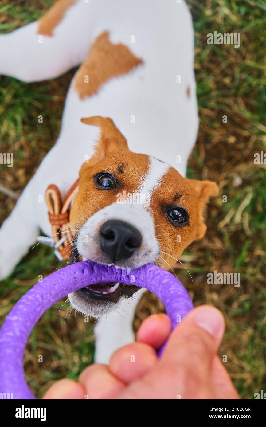Funny puppy dog jack russell terrier holding purple puller ring toy ...