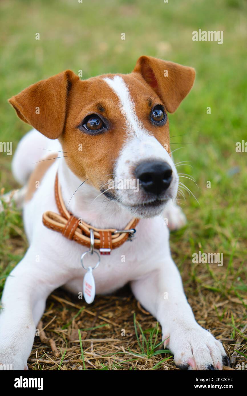 Jack russell on walk hi-res stock photography and images - Alamy