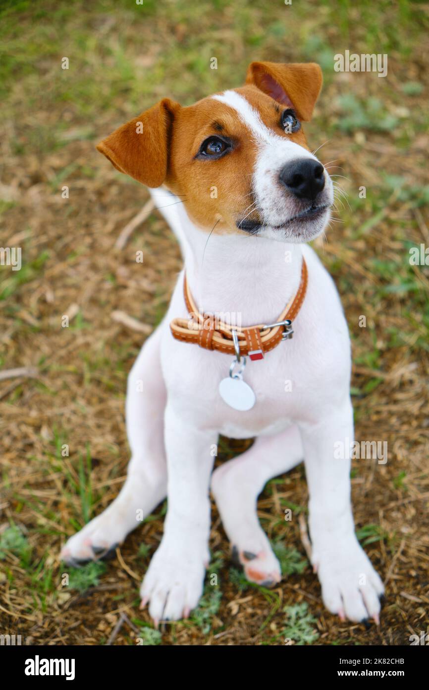 Crazy grass hi-res stock photography and images - Alamy