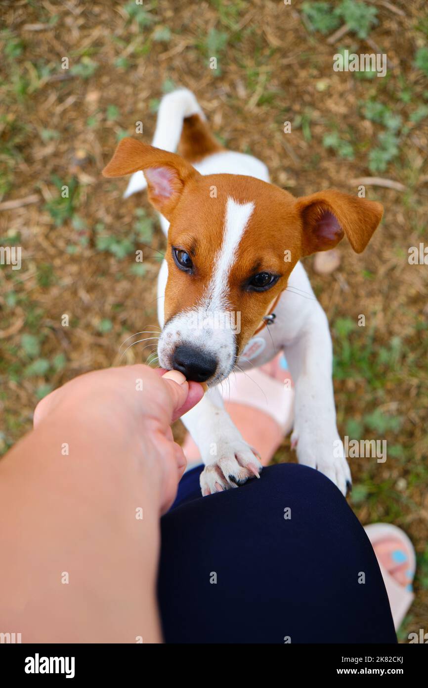cute small dog asking for food or treats standing on two legs Stock ...