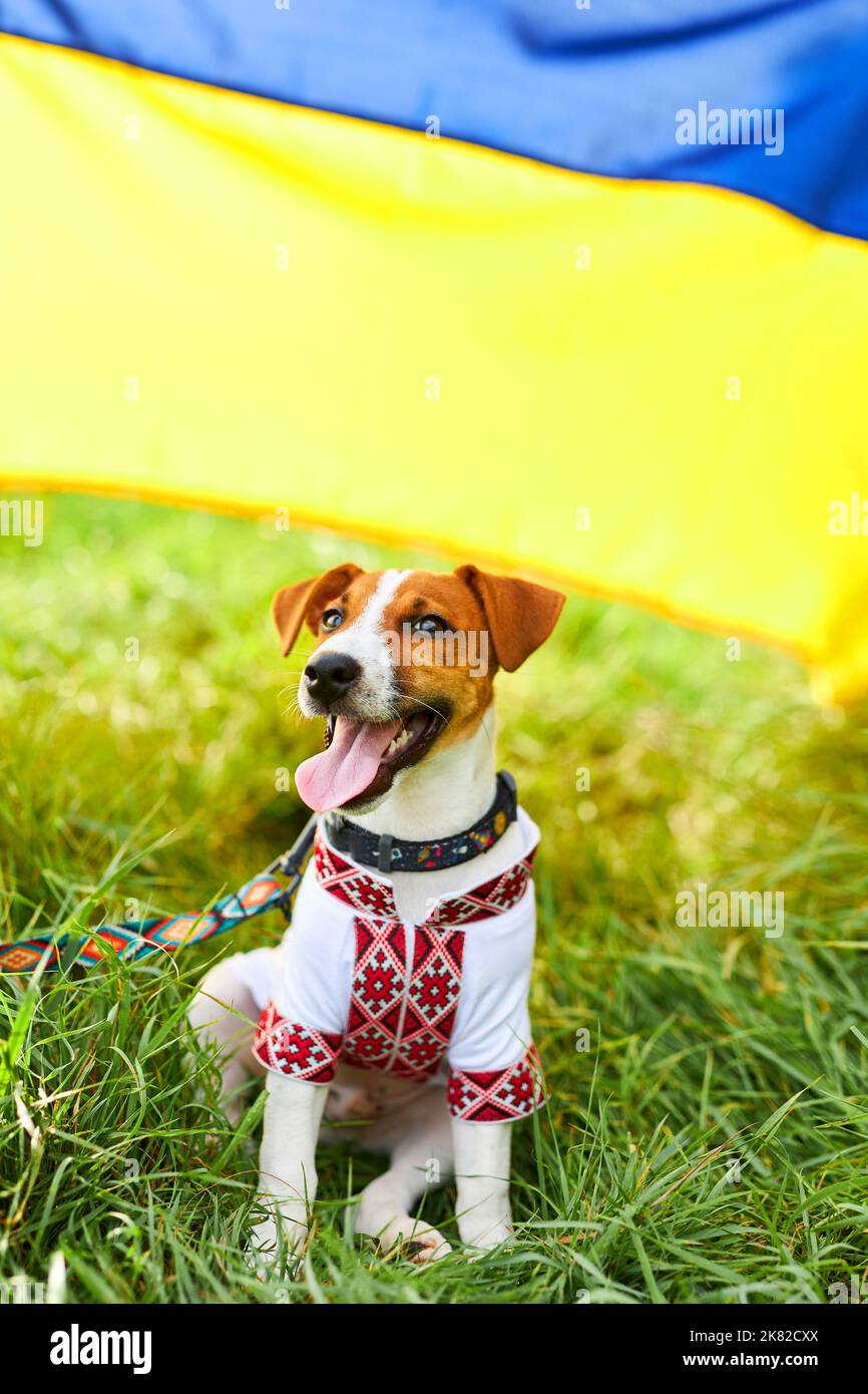 Cute puppy Jack Russell terrier- a patriot of Ukraine Stock Photo - Alamy